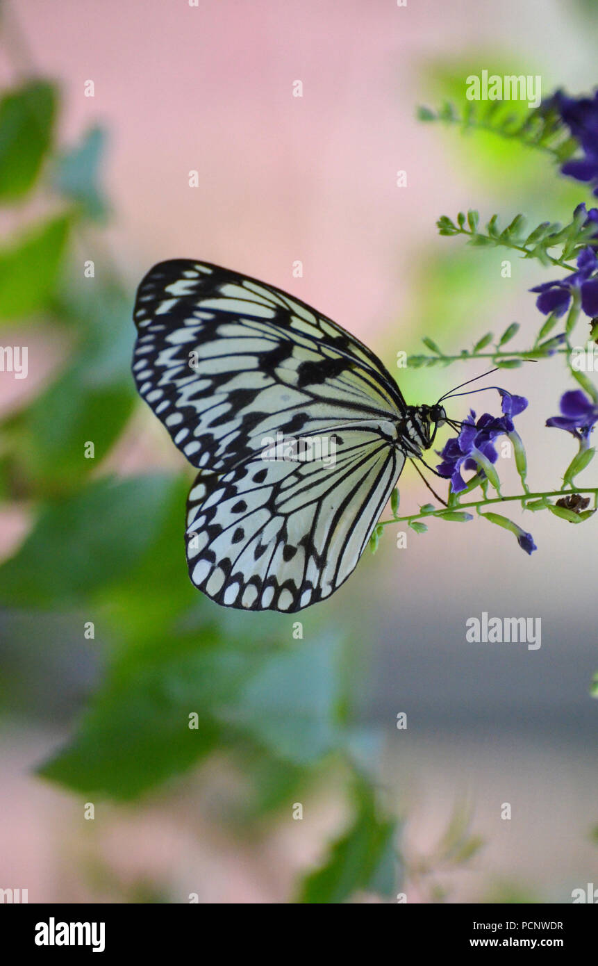 Pretty white tree nymph butterfly polinating purple flowers Stock Photo ...