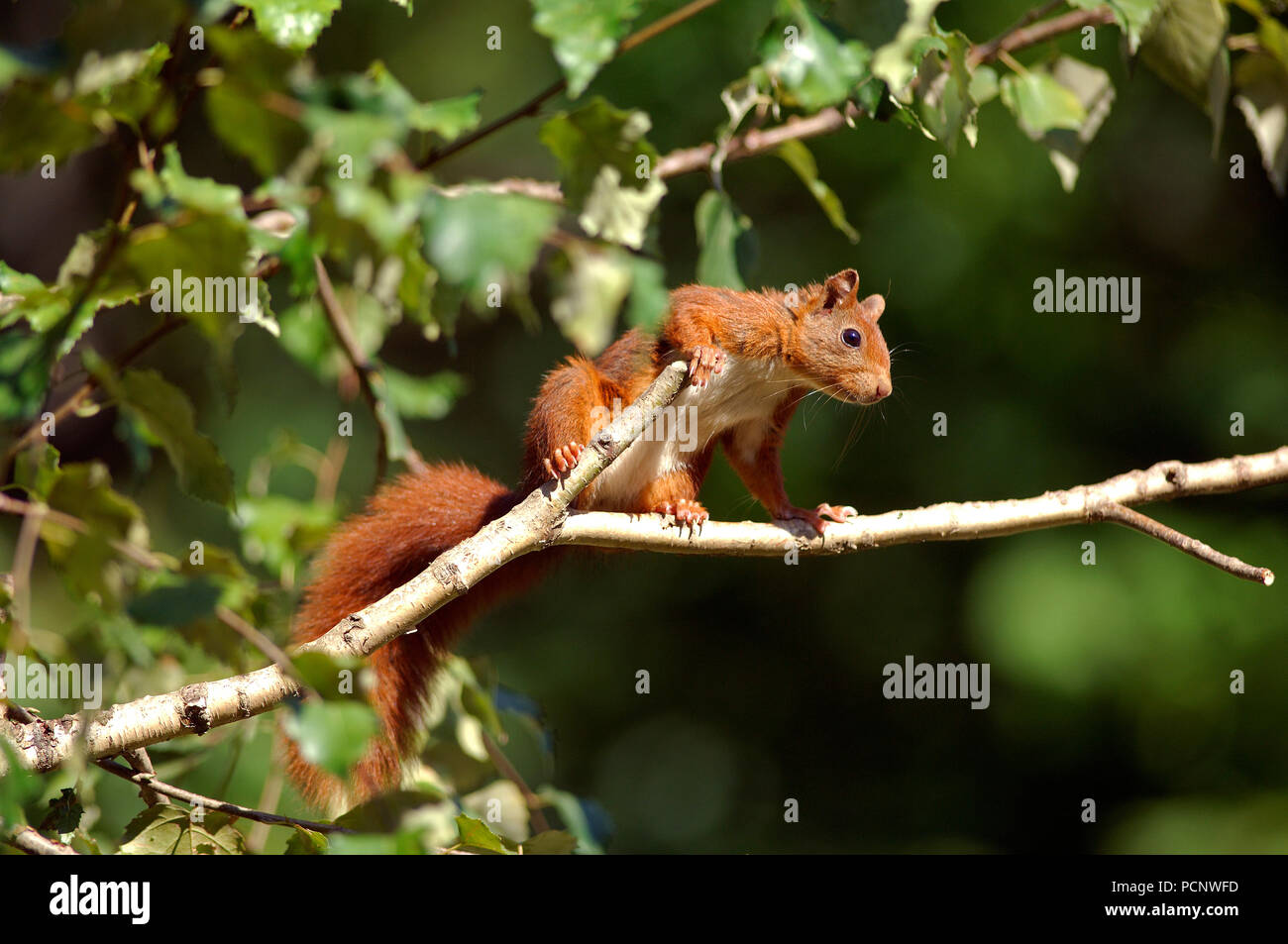Ecureuil roux hi-res stock photography and images - Alamy