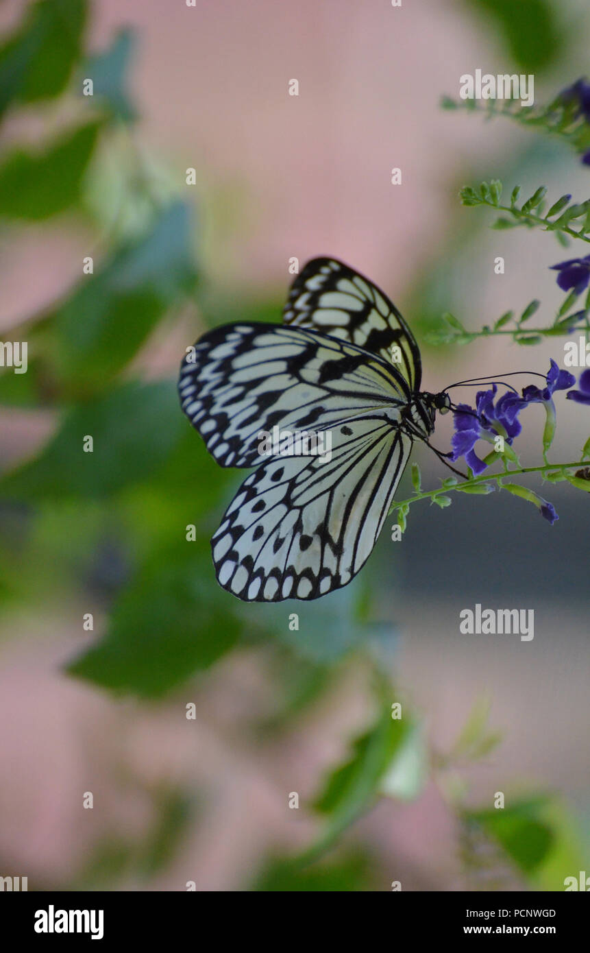 Beautiful nymph posing hi-res stock photography and images - Alamy
