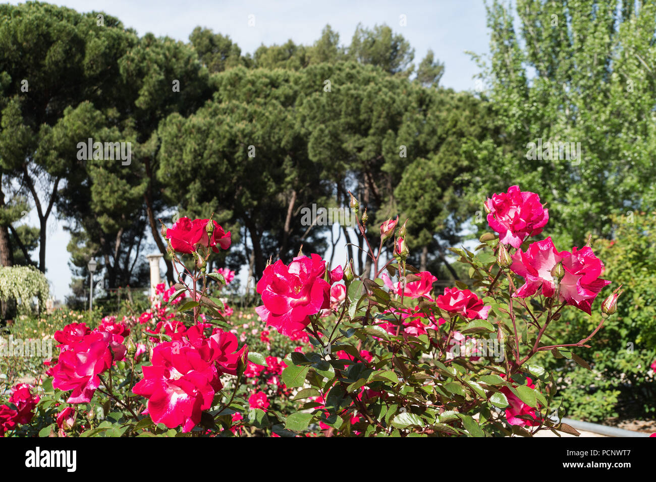 Madrid, Rosaleda del Parque del Oeste, rose garden Stock Photo - Alamy