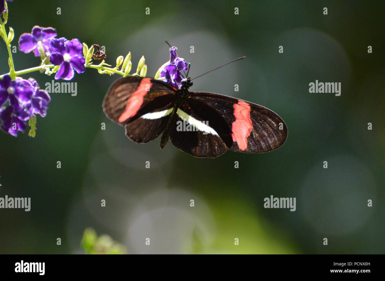 Beautiful common postman butterfly hi-res stock photography and images ...