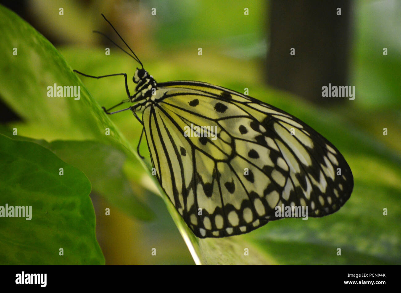 Pretty up close look at a white tree nymph butterfly Stock Photo - Alamy