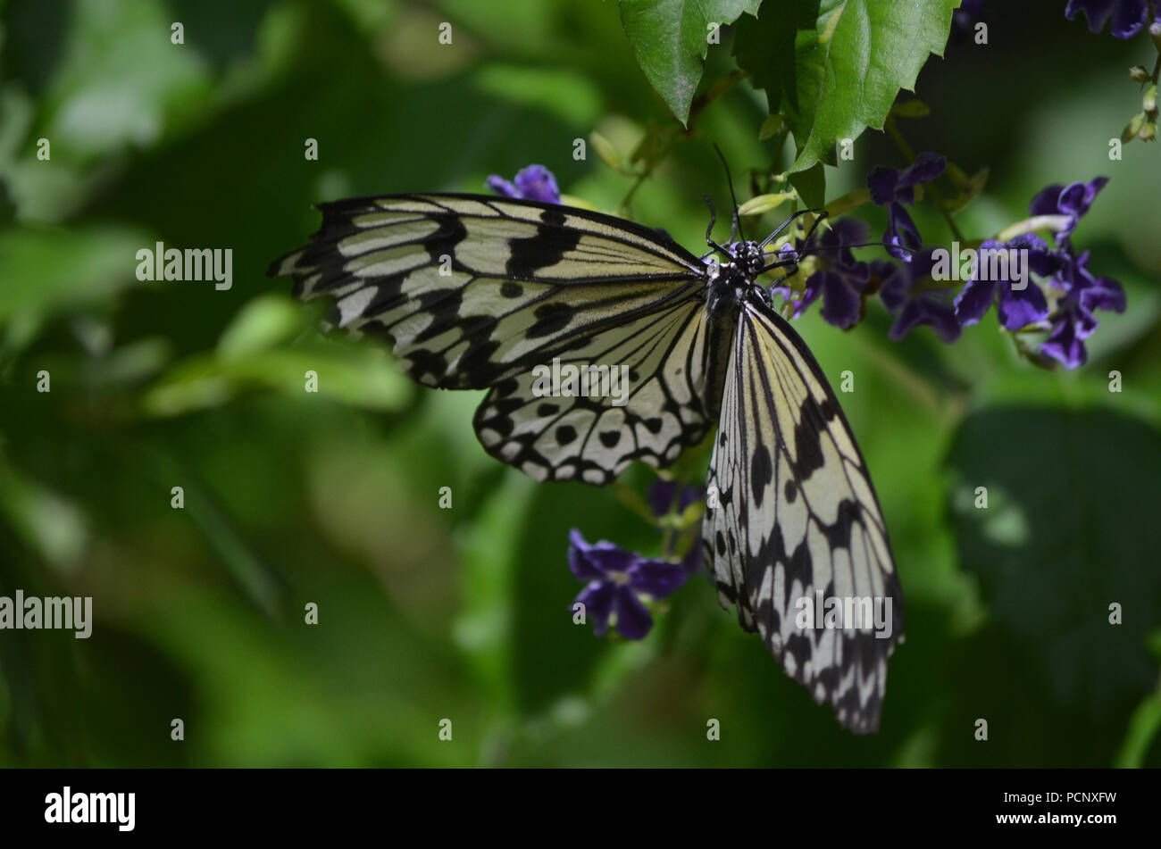 Amazing white tree nymph butterfly with it's wings spread open Stock ...