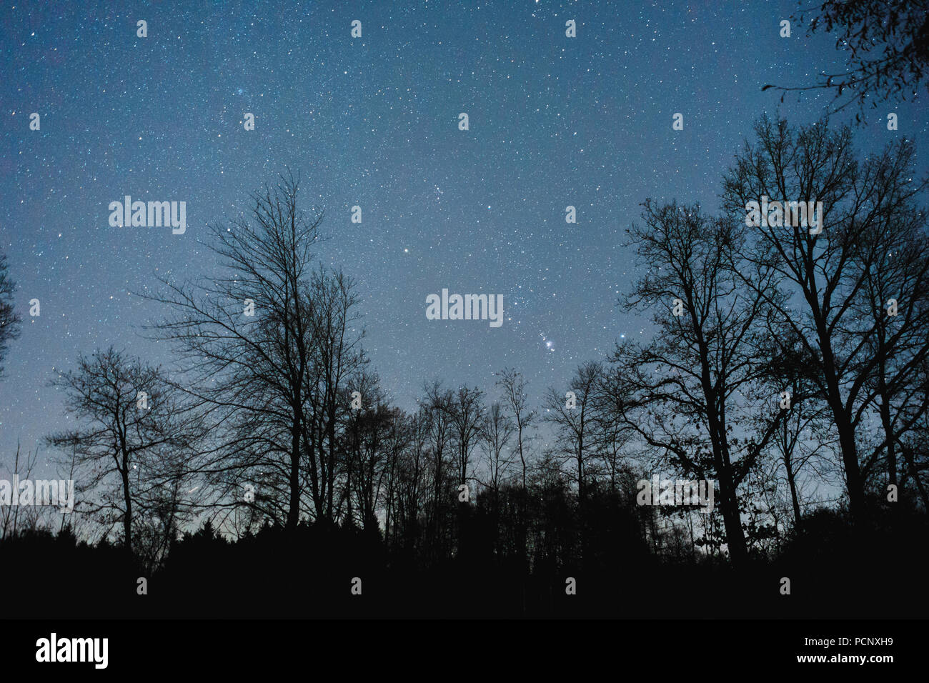 Stars forest tree hi-res stock photography and images - Alamy