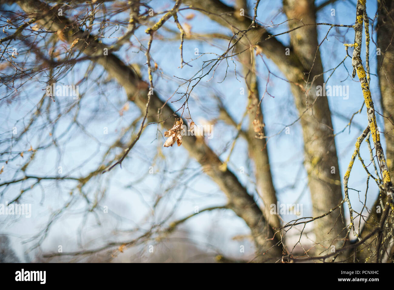 The Last Leaf High Resolution Stock Photography and Images - Alamy