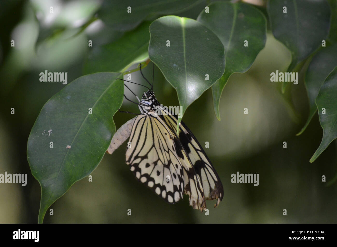 White tree nymph butterfly with a damaged wing Stock Photo - Alamy