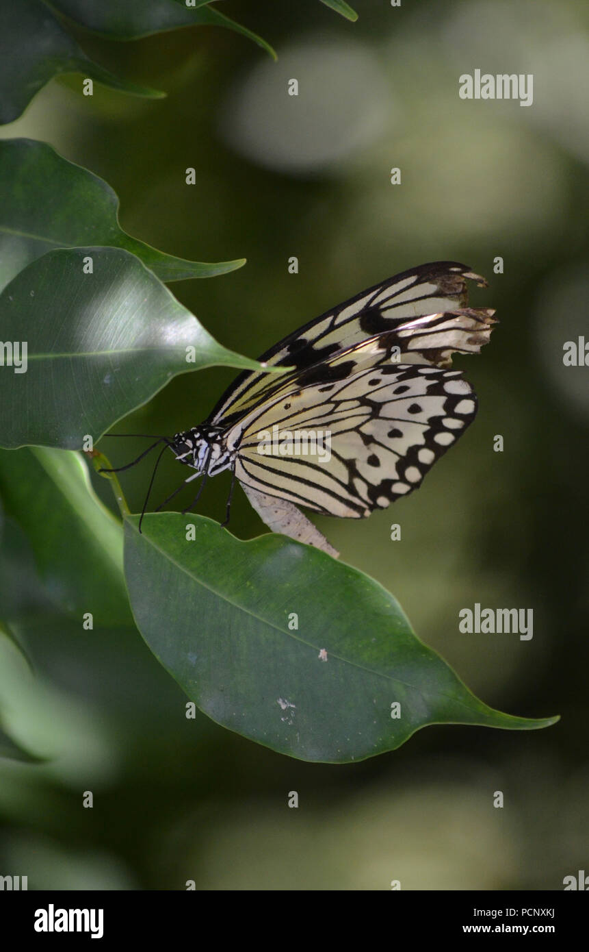 Gorgeous swallowtail hi-res stock photography and images - Alamy