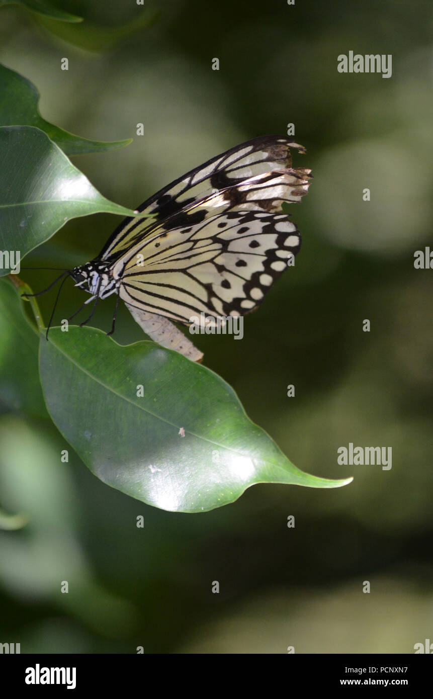 Damage on the wing os a white tree nymph butterfly Stock Photo - Alamy