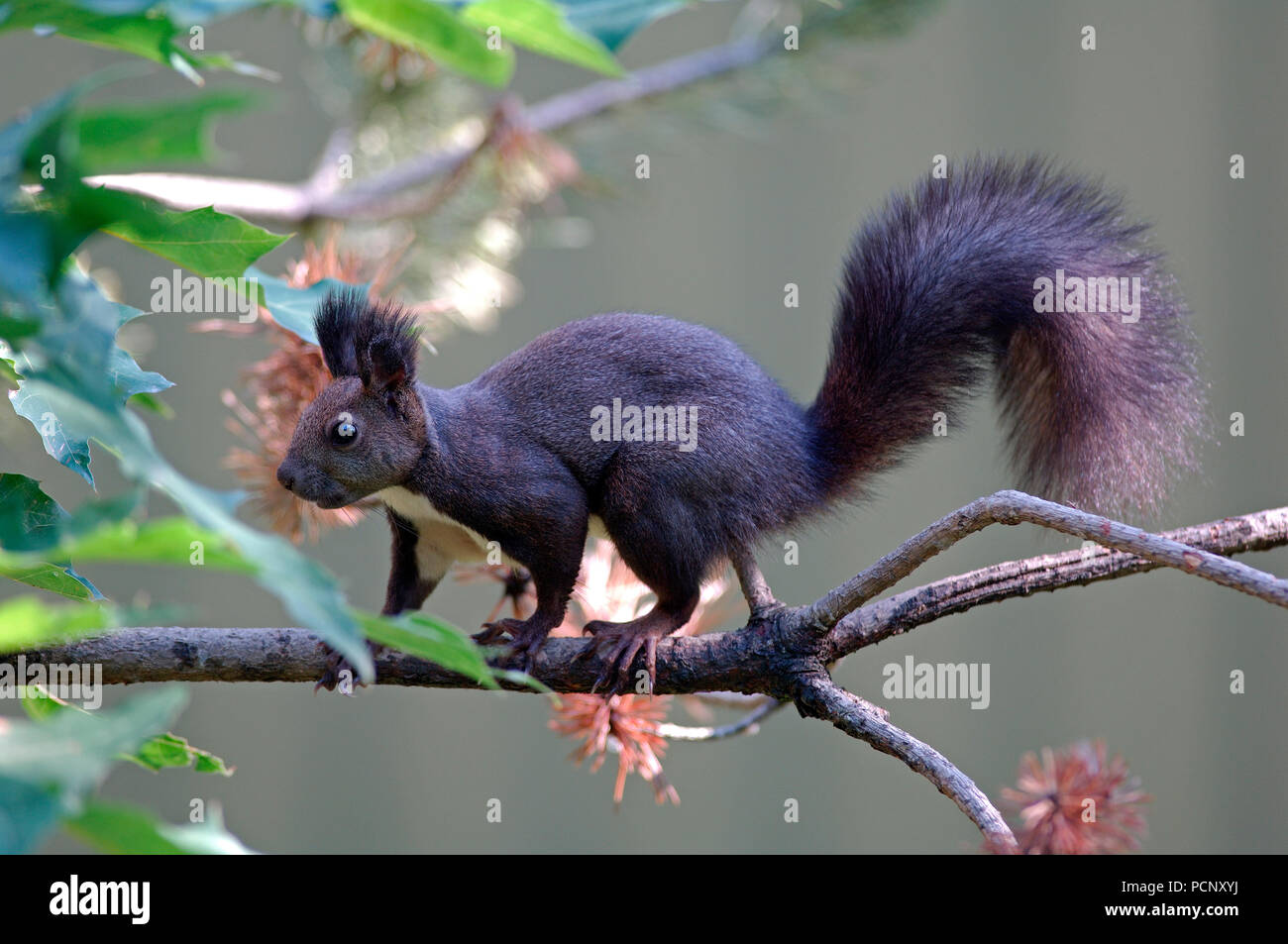 Squirrel x - Sciurus x Ecureuil mutant Stock Photo - Alamy