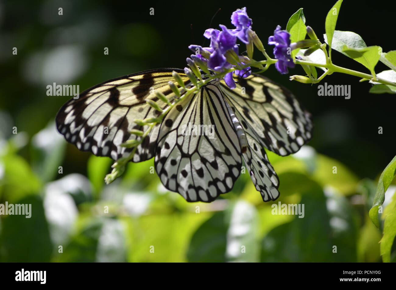 Tree nymph longwing butterfly hi-res stock photography and images - Alamy