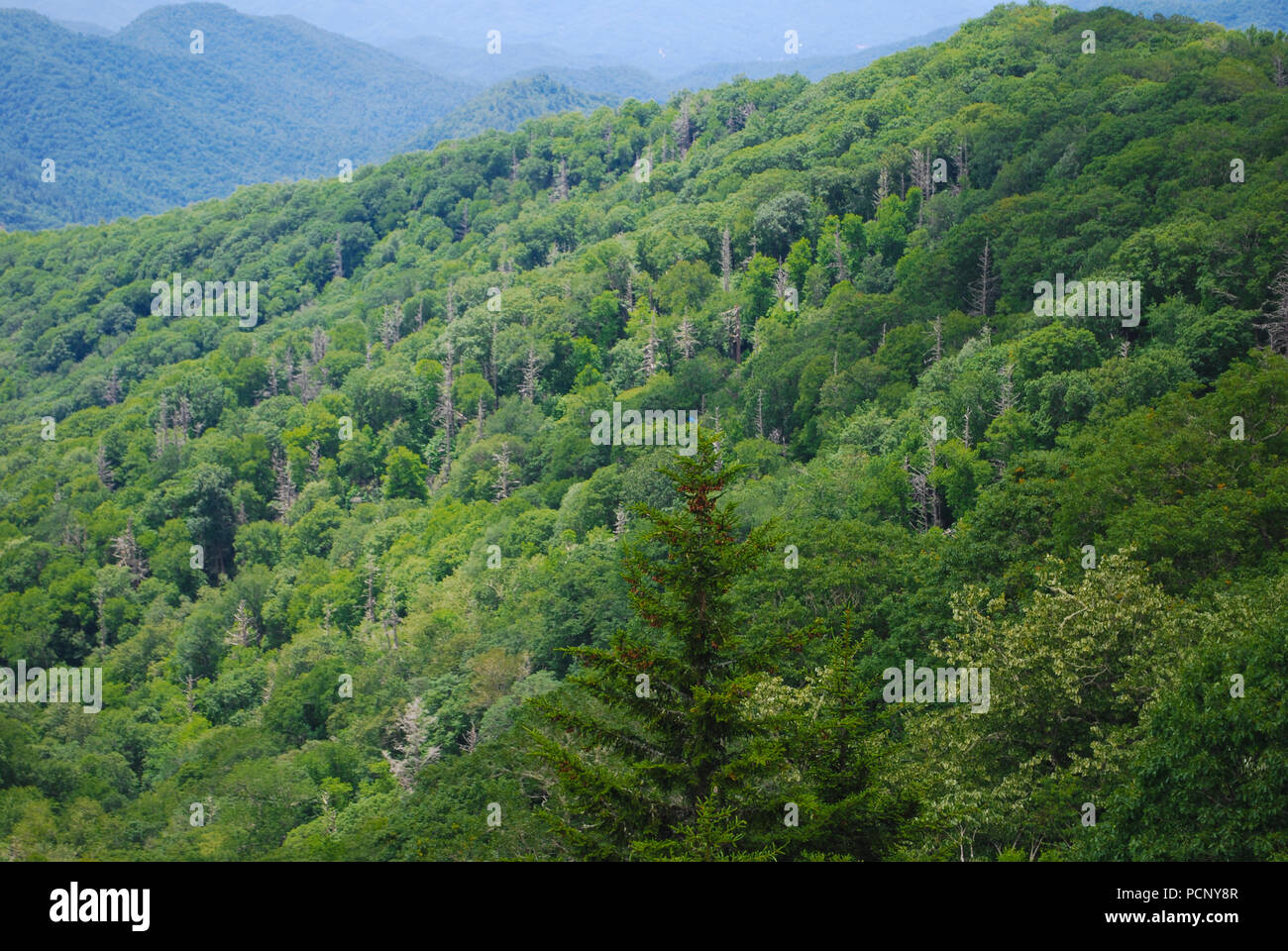 Mountains open view with blue sky and forest Stock Photo - Alamy