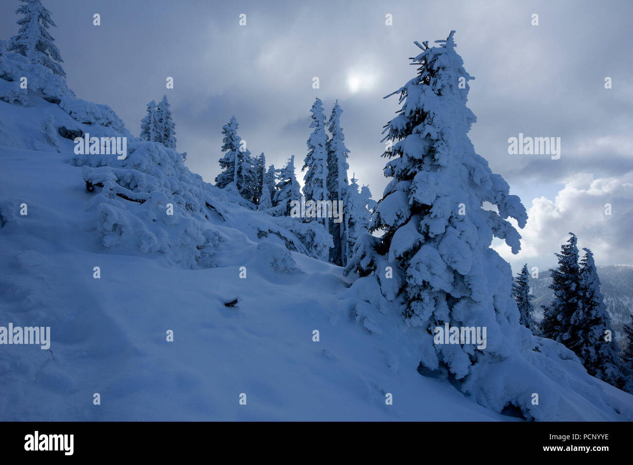 Alpine forest winter hi-res stock photography and images - Alamy
