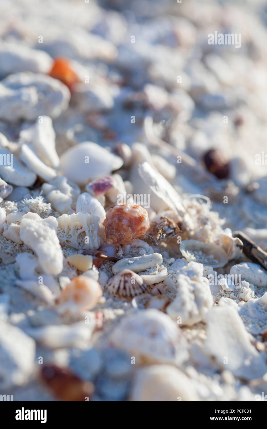 Caribbean Shells High Resolution Stock Photography and Images - Alamy