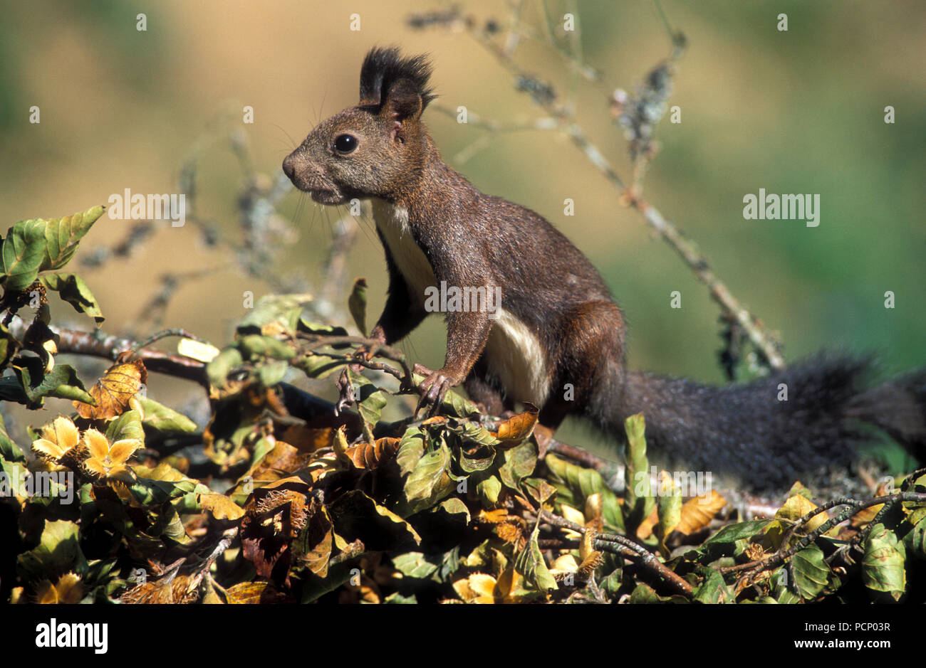 Squirrel x sciurus x hi-res stock photography and images - Alamy