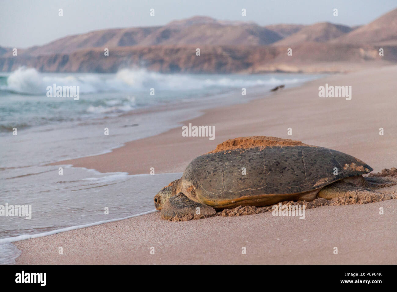 Oman, Raz al Jinz, Turtle Reserve, turtle on its way to the sea Stock ...