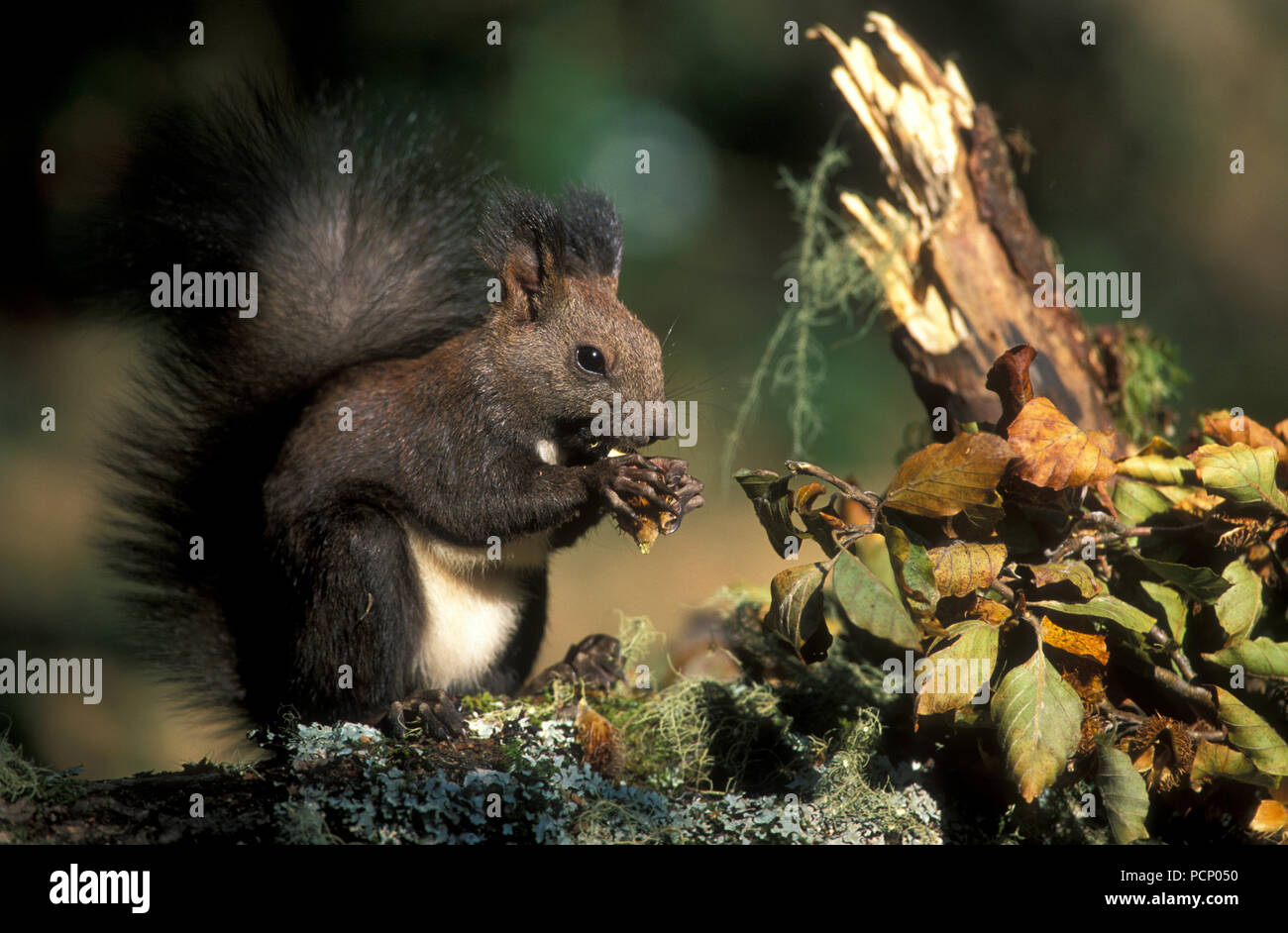 Squirrel x sciurus x hi-res stock photography and images - Alamy