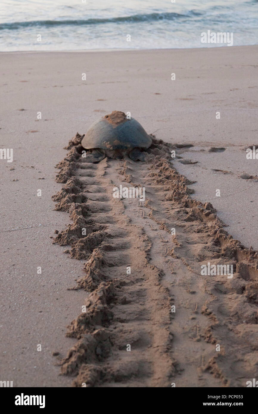 Oman turtle hi-res stock photography and images - Alamy