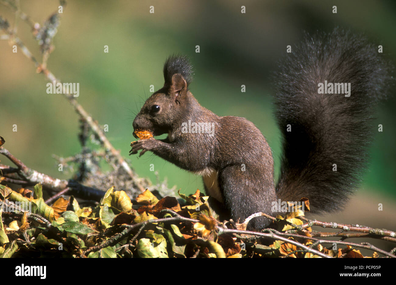 Squirrel x - Sciurus x Ecureuil mutant Stock Photo - Alamy