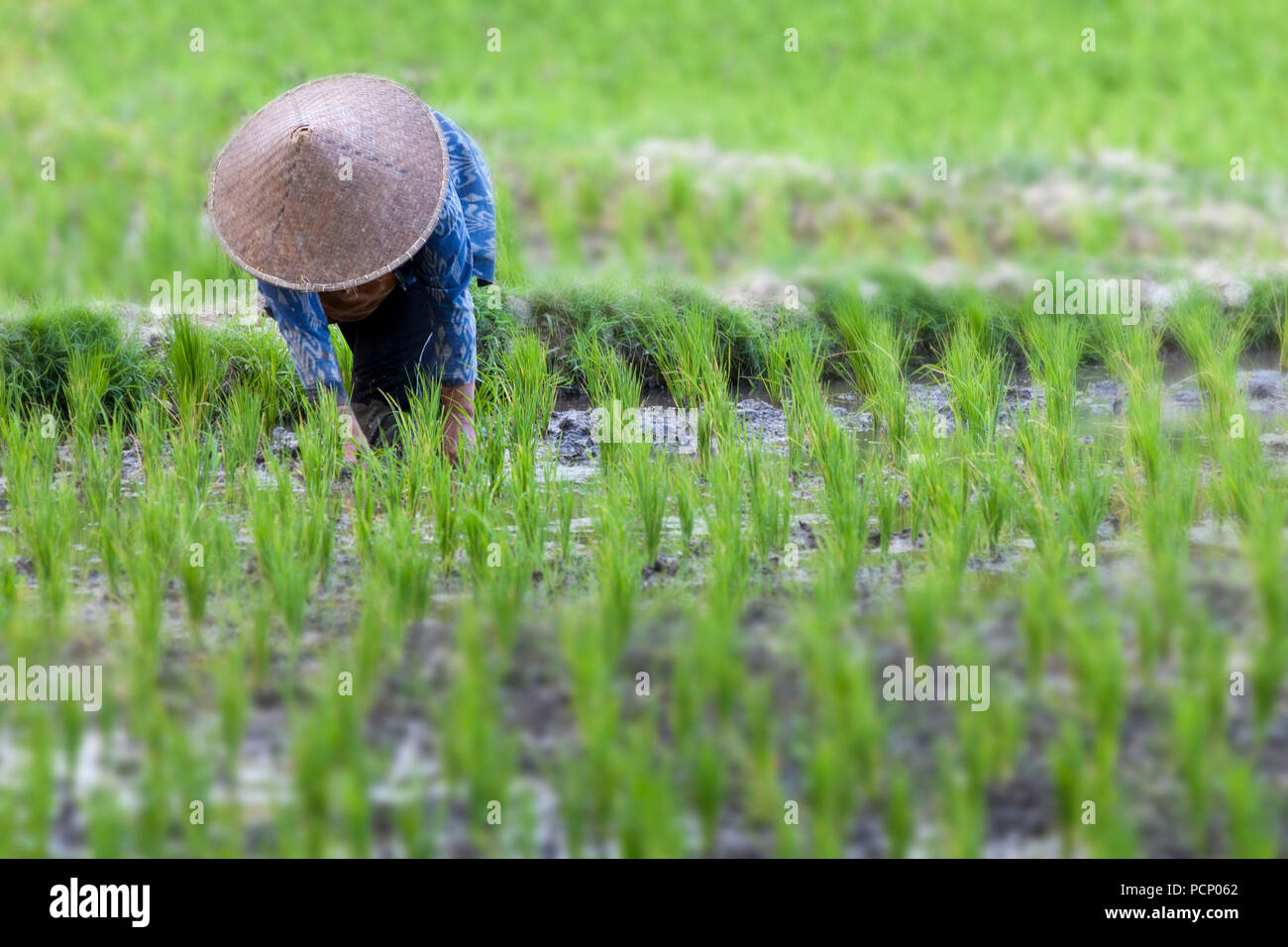 Work in a rice field hi-res stock photography and images - Alamy