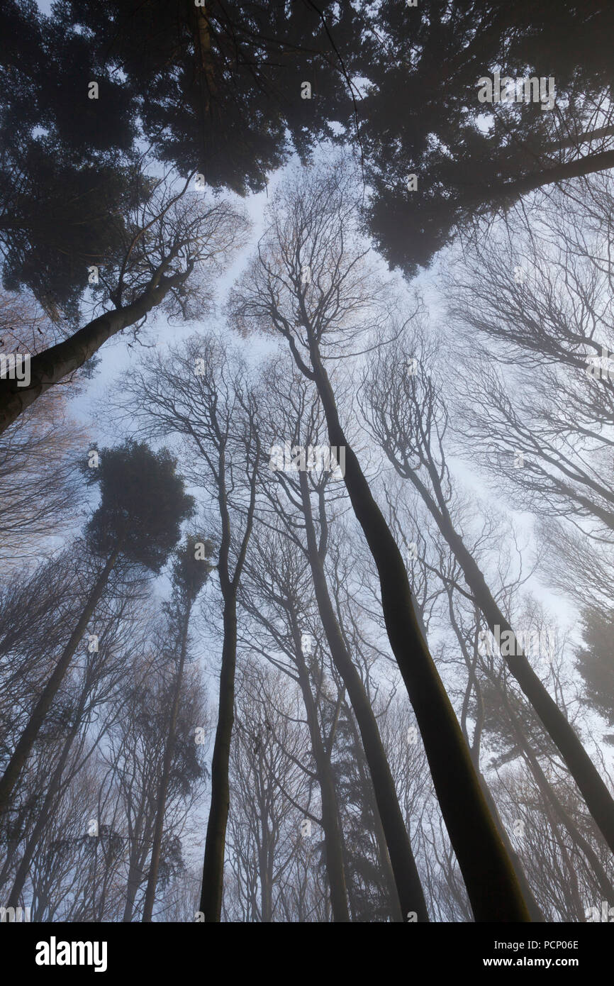 Germany, view of treetops from below, winter, trees without foliage ...