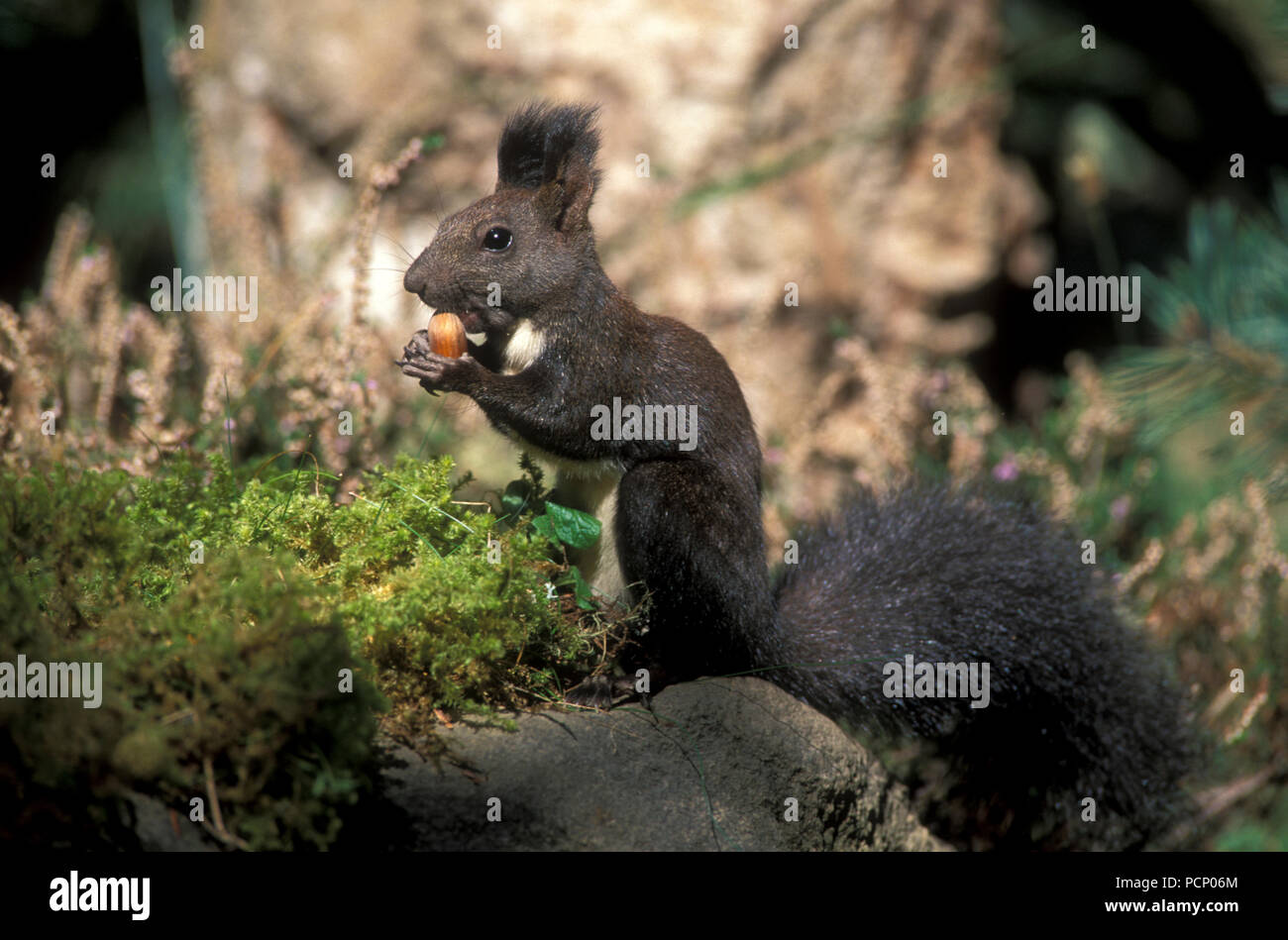 Mutant x hi-res stock photography and images - Alamy