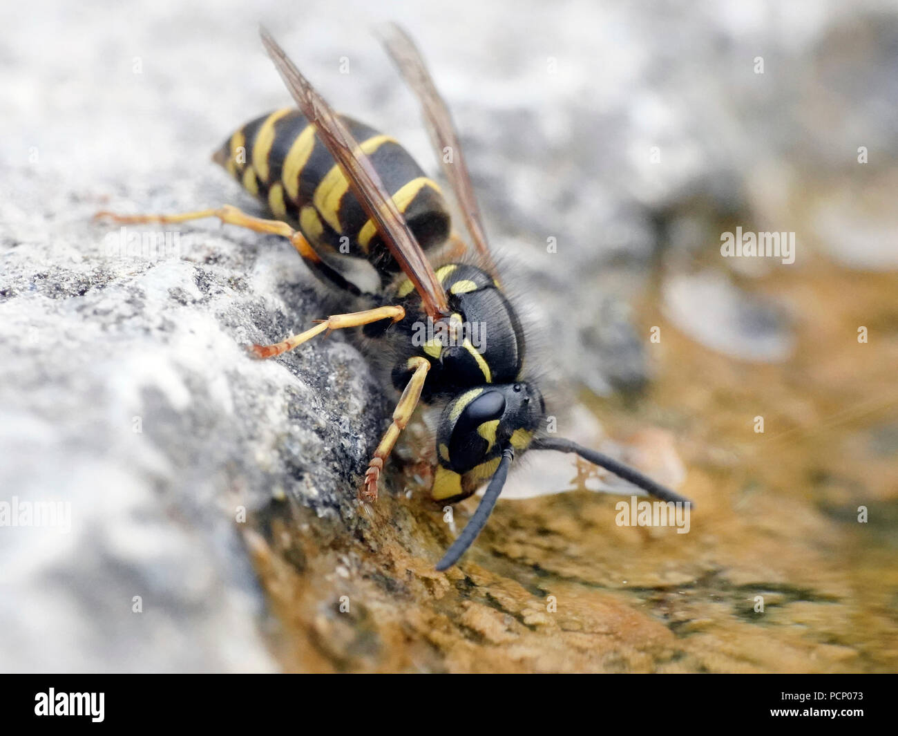 Macro photo of the Common wasp (Vespula vulgaris Stock Photo - Alamy