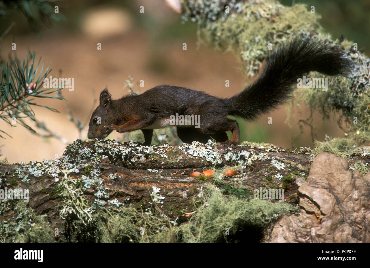 Squirrel x - Sciurus x Ecureuil mutant Stock Photo - Alamy