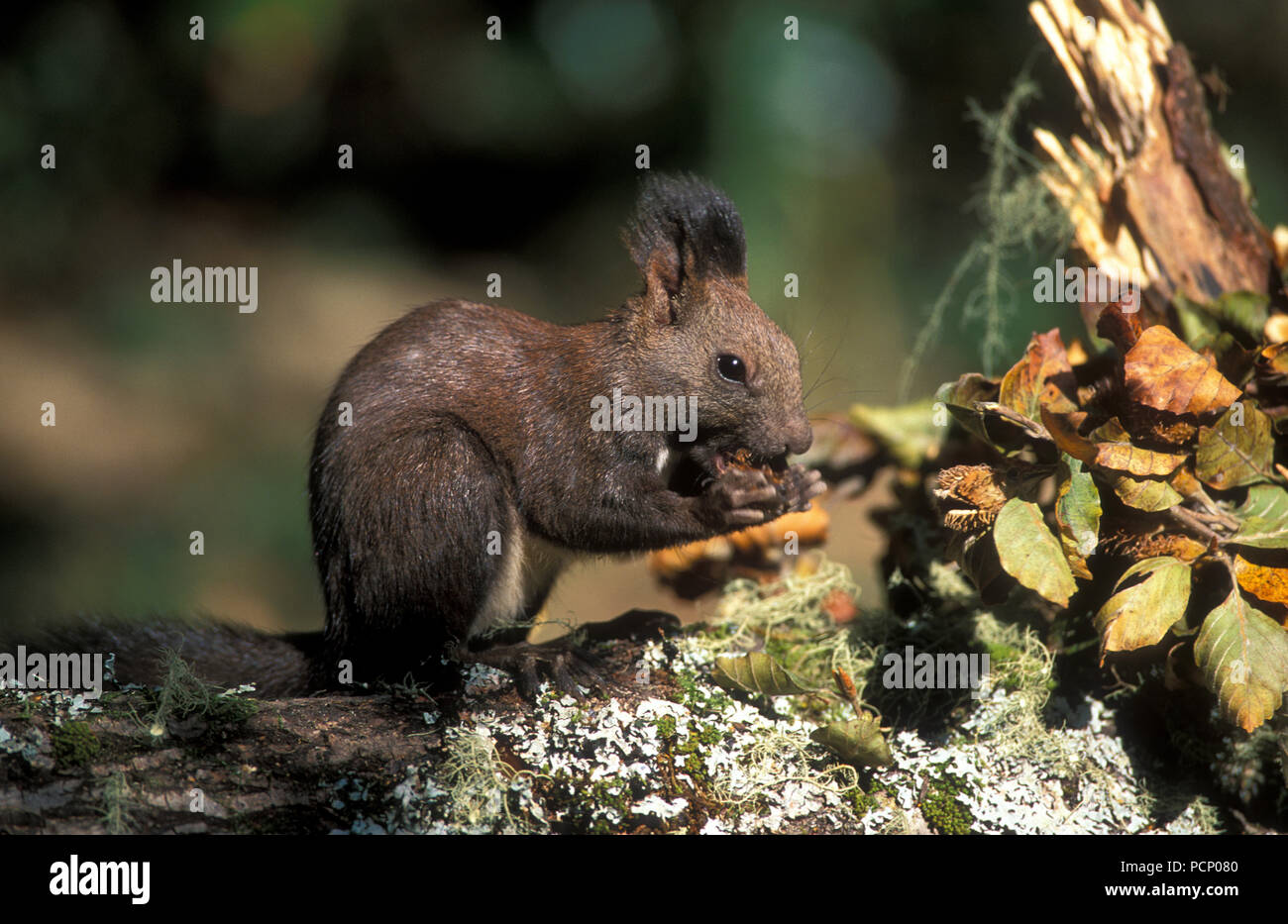 Squirrel x - Sciurus x Ecureuil mutant Stock Photo - Alamy