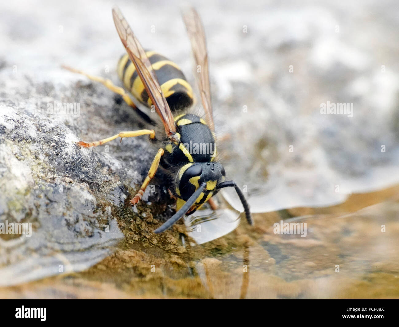 Macro photo of the Common wasp (Vespula vulgaris Stock Photo - Alamy