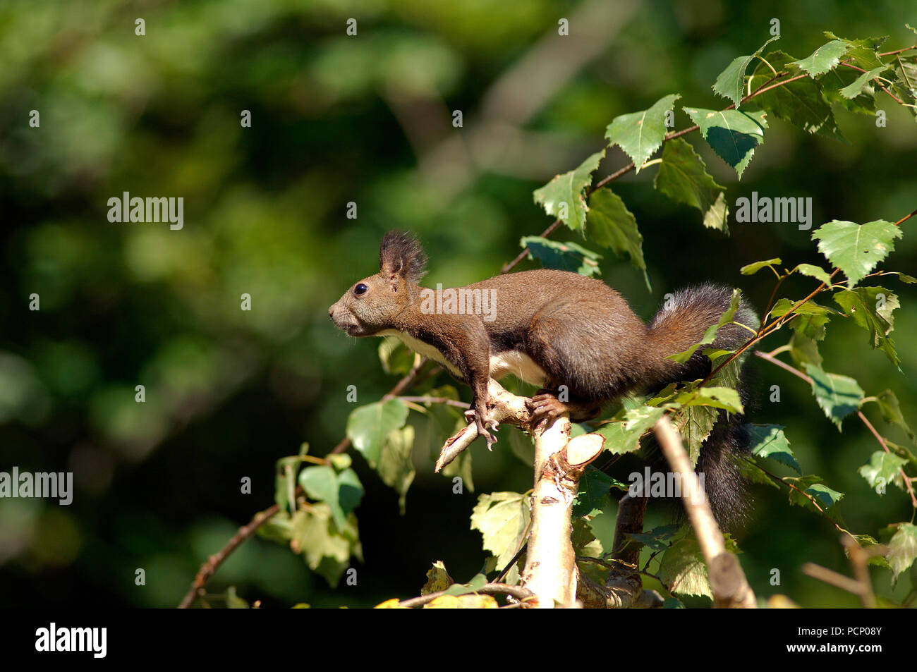 Mutant x High Resolution Stock Photography and Images - Alamy