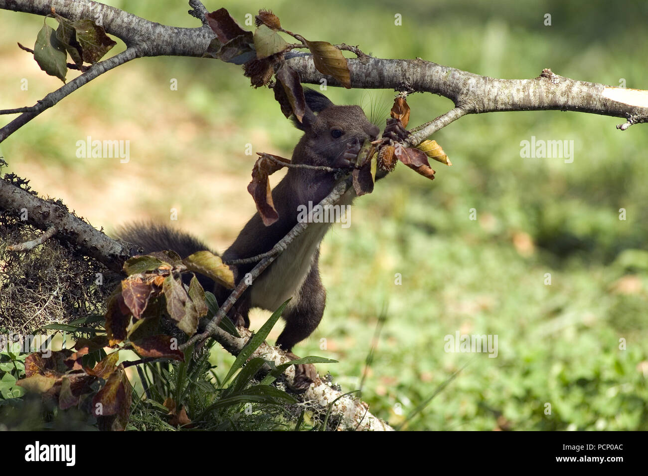Squirrel x sciurus x hi-res stock photography and images - Alamy
