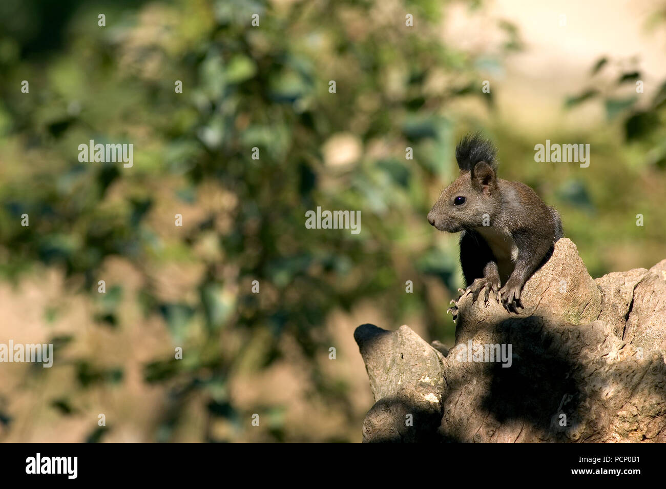 Squirrel x - Sciurus x Ecureuil mutant Stock Photo - Alamy
