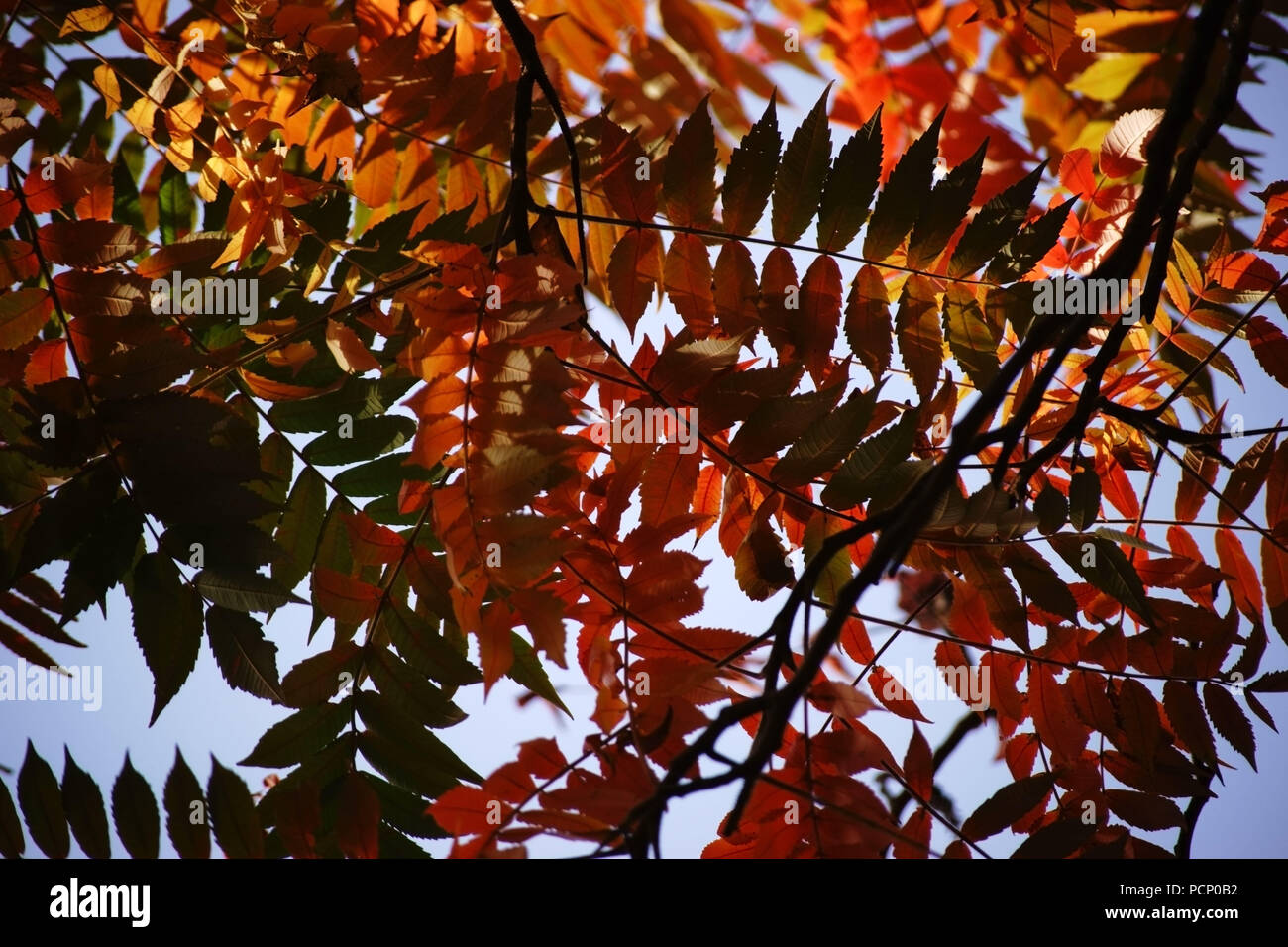Translucent leaves hi-res stock photography and images - Alamy
