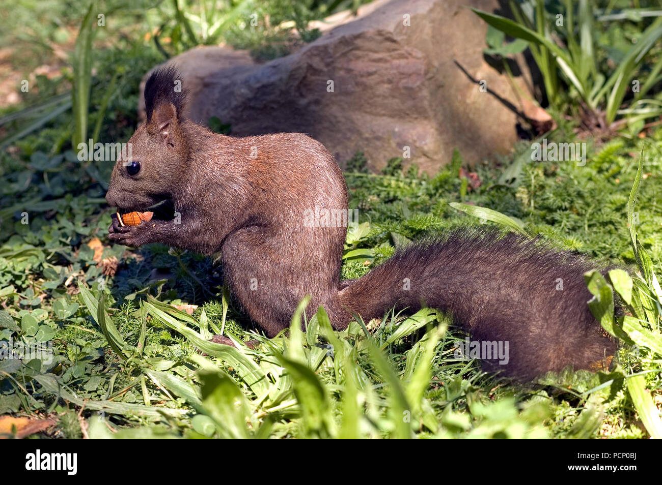 Squirrel x - Sciurus x Ecureuil mutant Stock Photo - Alamy