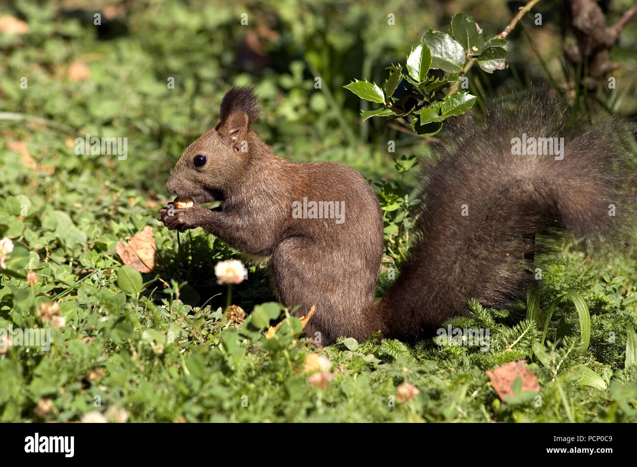 Squirrel x - Sciurus x Ecureuil mutant Stock Photo - Alamy