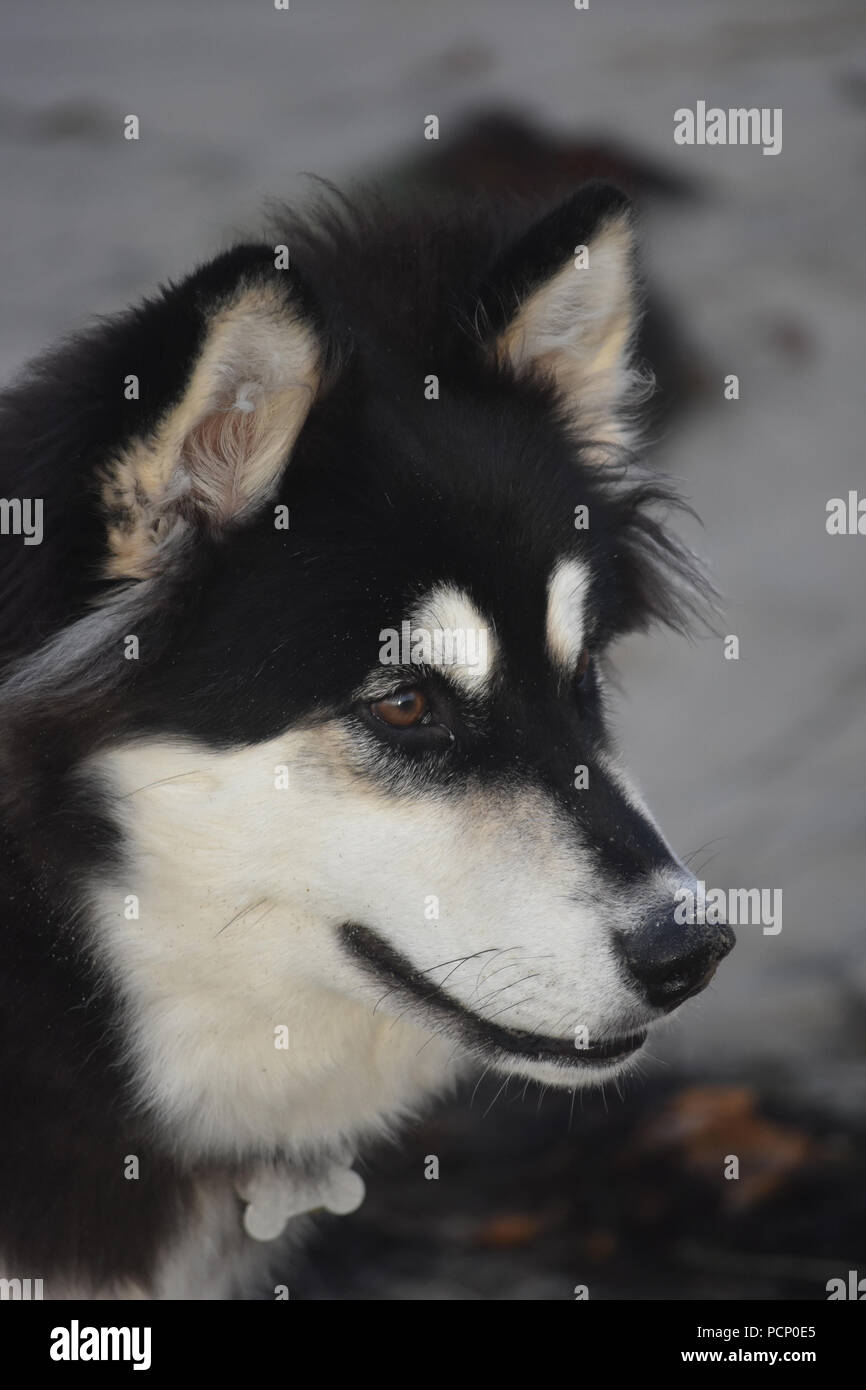 Adorable side photo of a husky puppy Stock Photo - Alamy