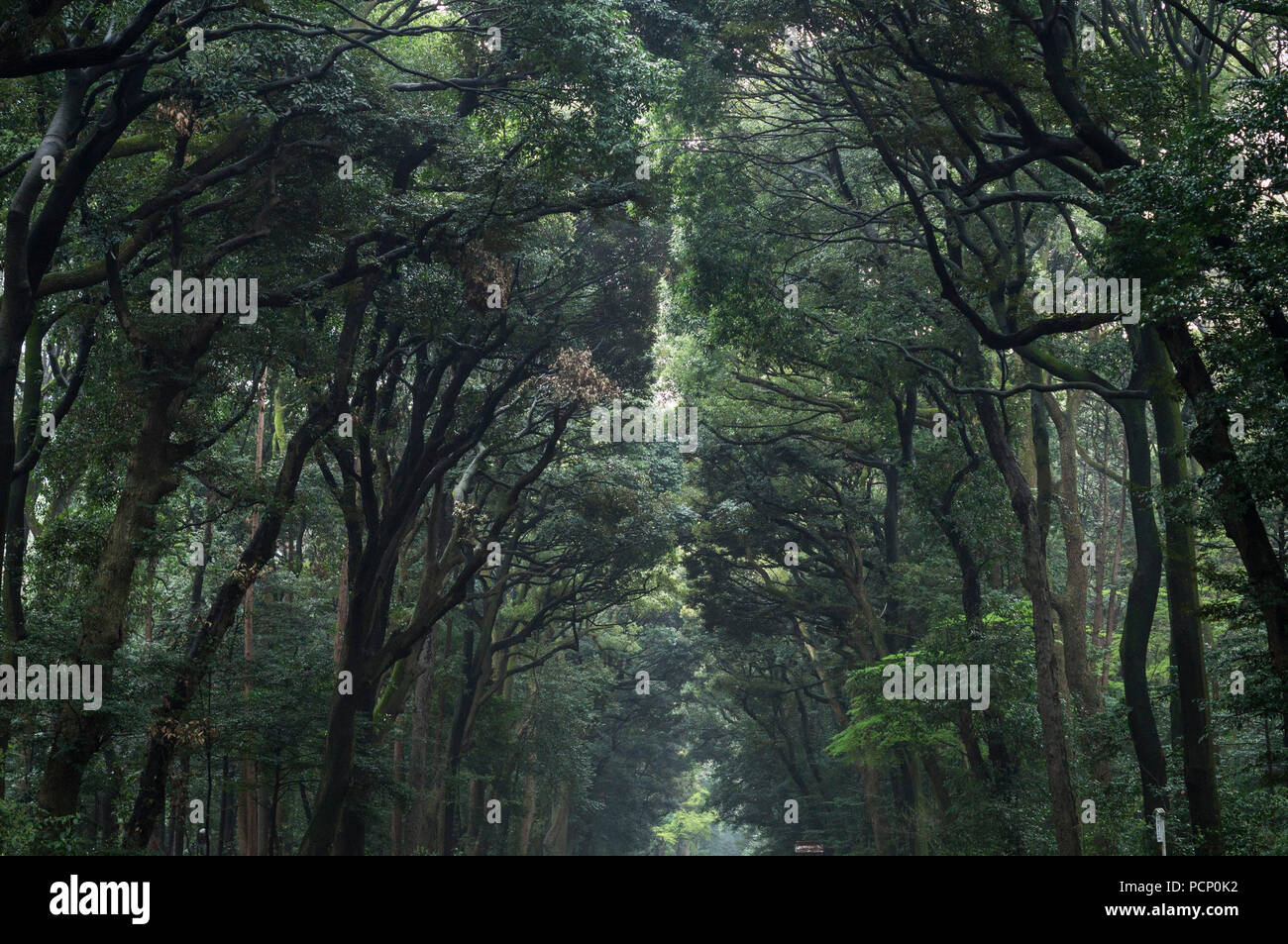 Dense forest hi-res stock photography and images - Alamy