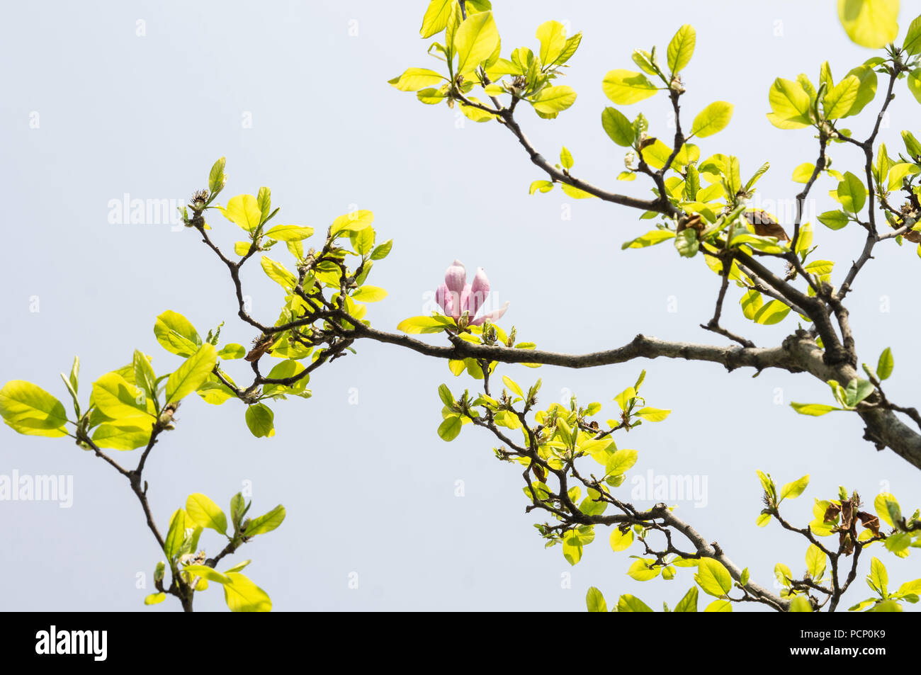 Bud structure hi-res stock photography and images - Alamy