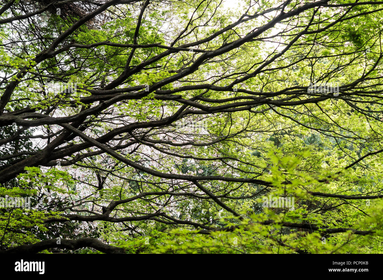 Sprouting leaves hi-res stock photography and images - Alamy