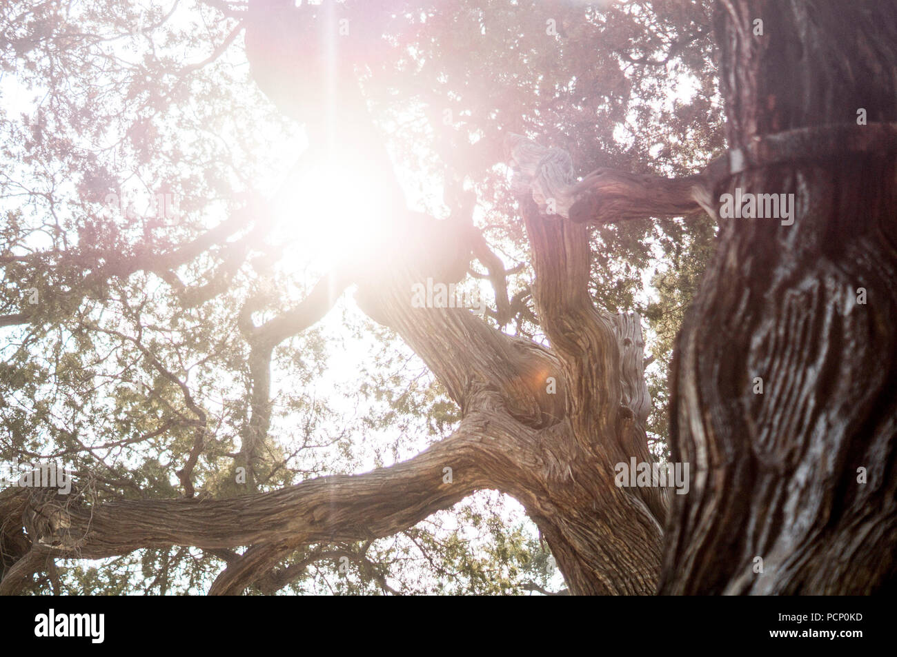 Close-up of a tree trunk in the back light Stock Photo - Alamy