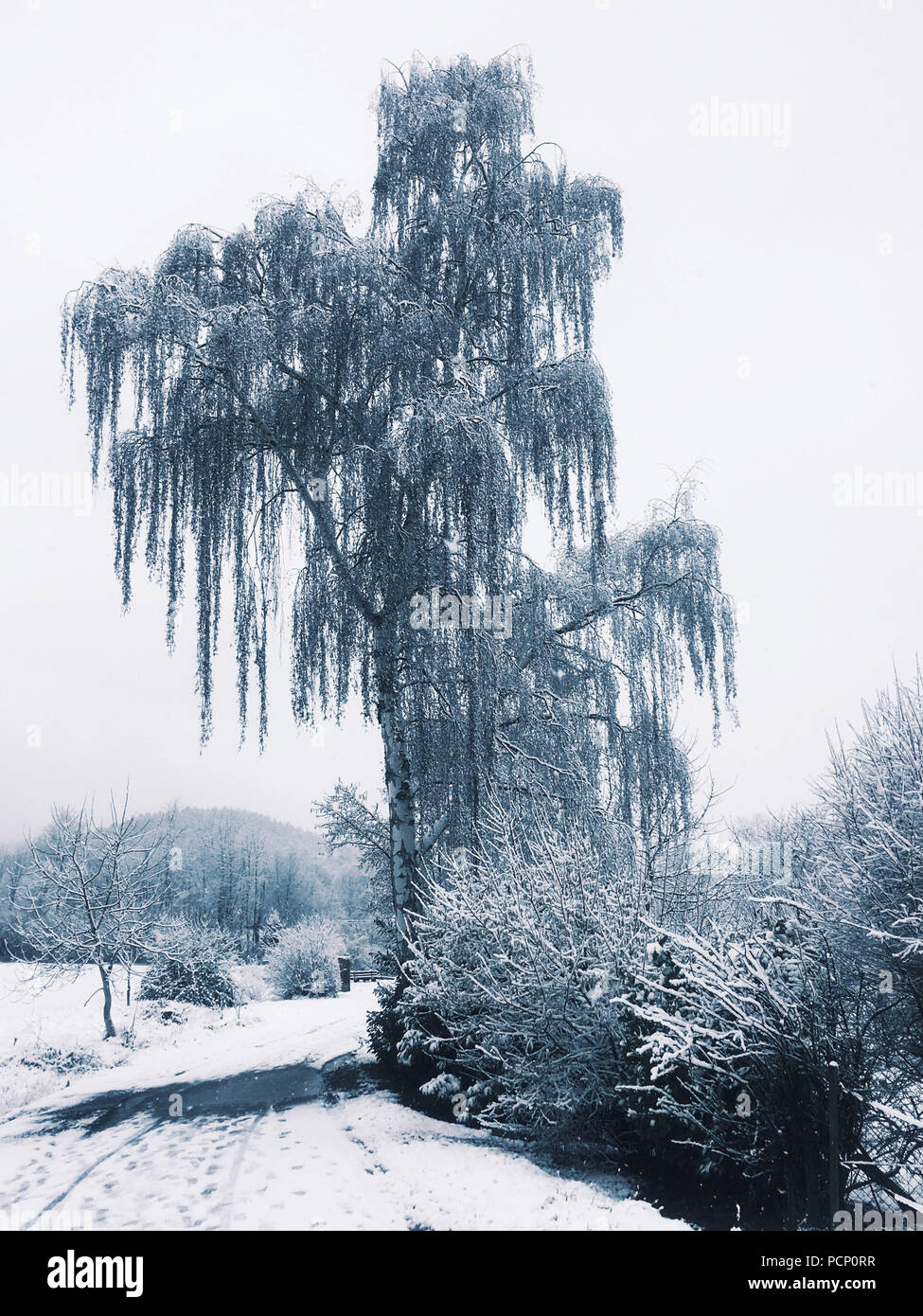 Weeping willow tree in snow hi-res stock photography and images - Alamy