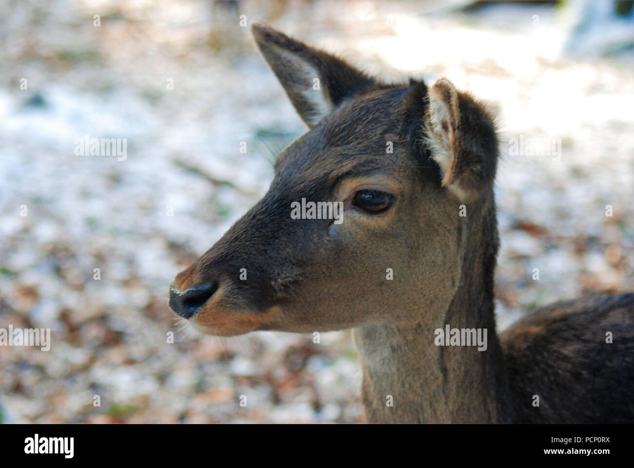 Side profile of deer hi-res stock photography and images - Alamy