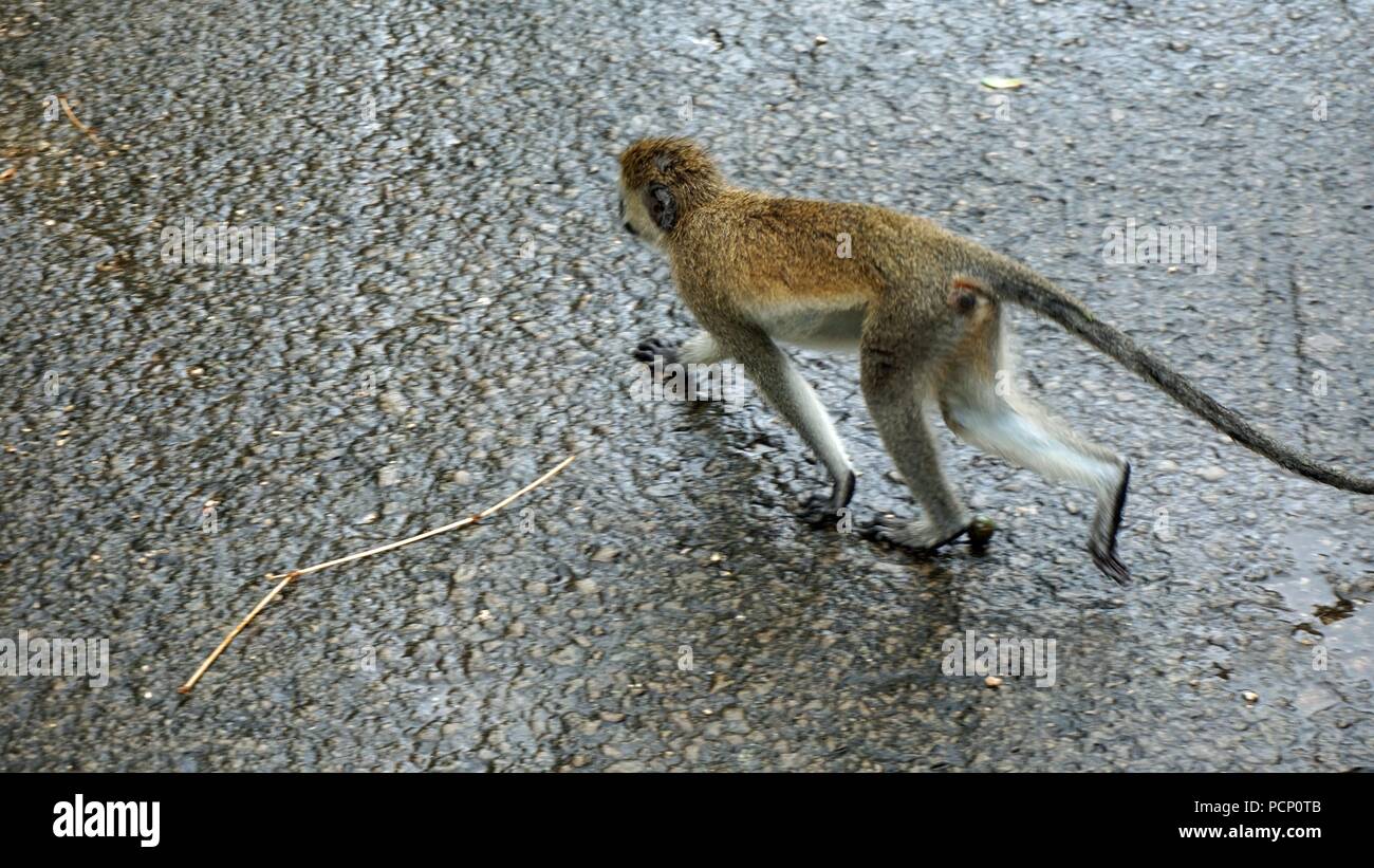 wild living monkey in the savanna of kenyan national park Stock Photo ...