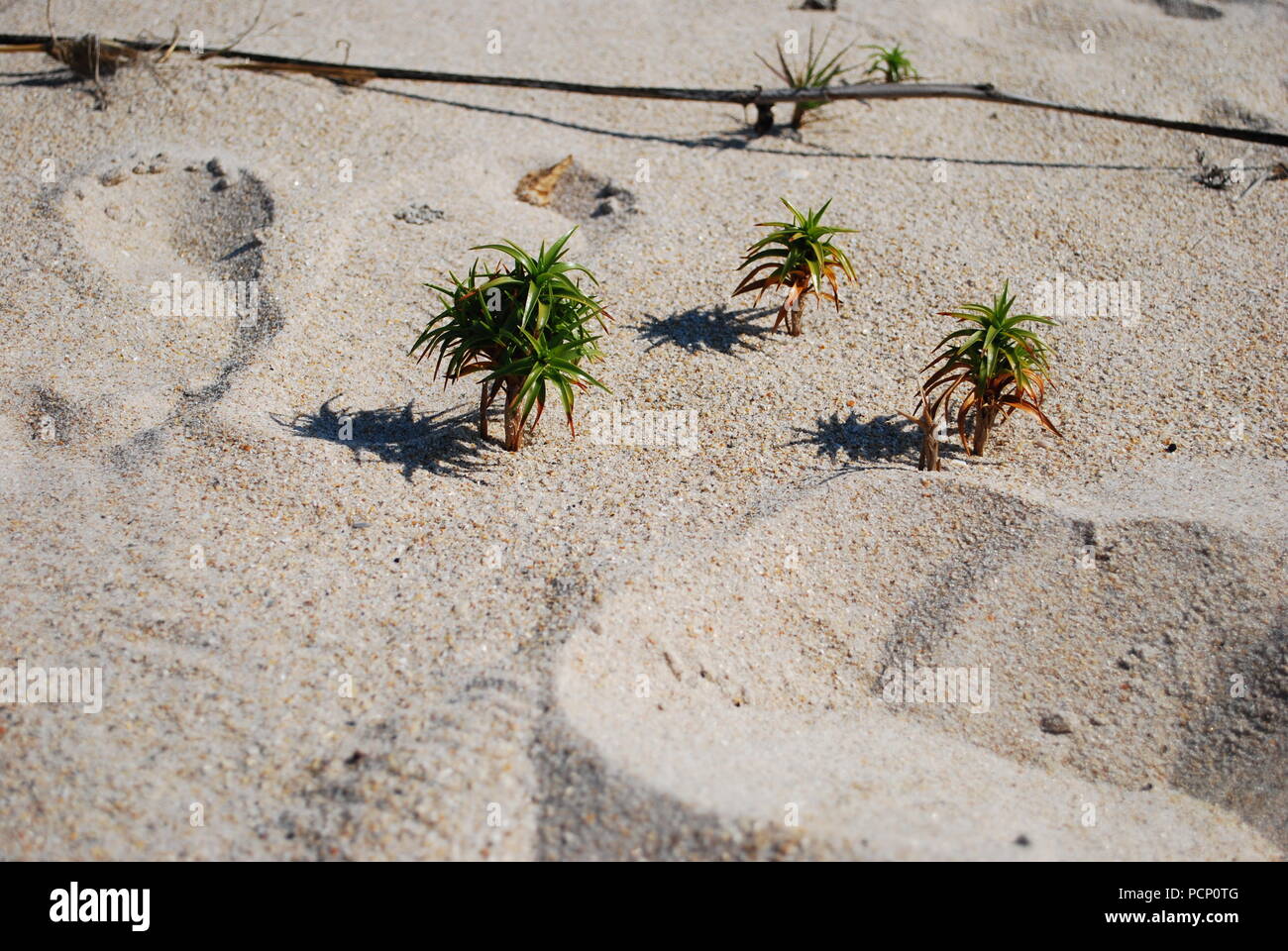 Small world. Surreal 3d. Ocean shore life. Beach activity miniature ...