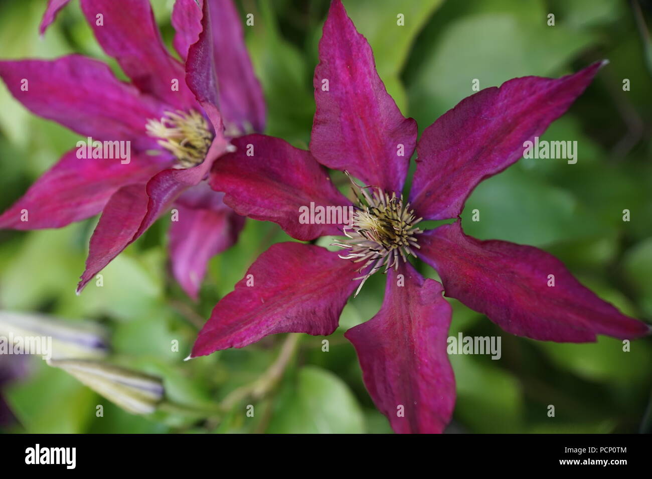 Purple Clematis, Dorothy Harvie Garden, Calgary Zoo, Calgary, Alberta ...