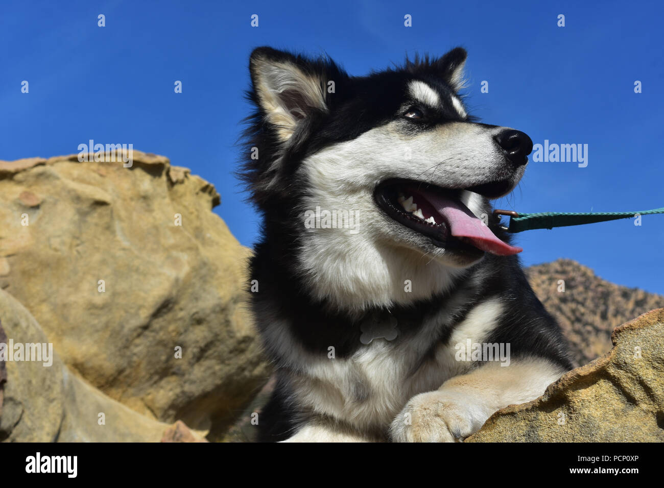 Stunning siberian husky puppy looking up at its owner Stock Photo - Alamy