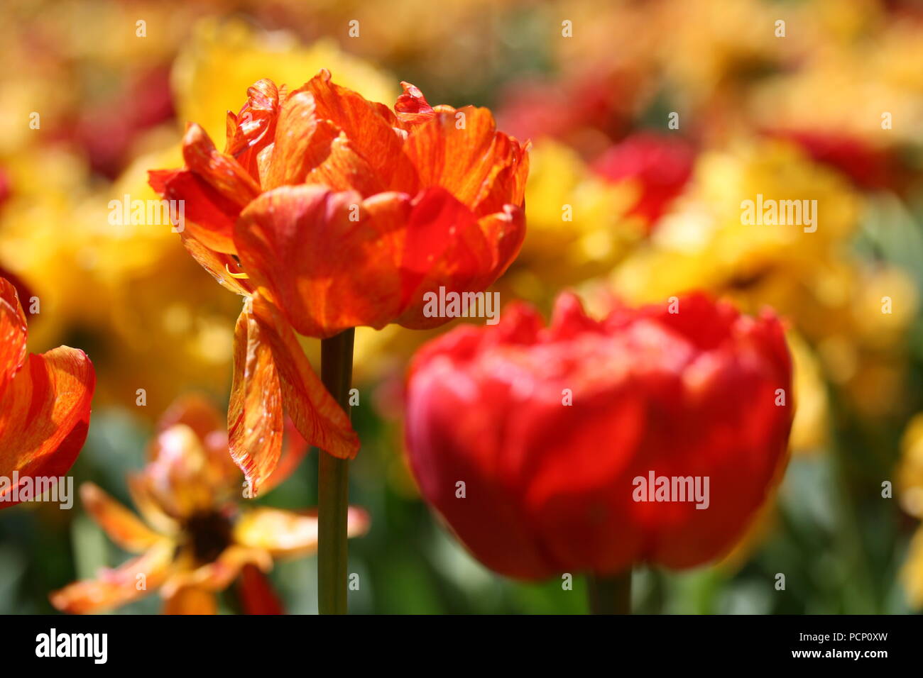 Tulip denmark hi-res stock photography and images - Alamy