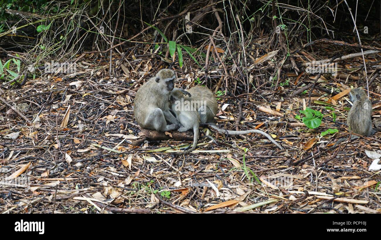 wild living monkey in the savanna of kenyan national park Stock Photo ...