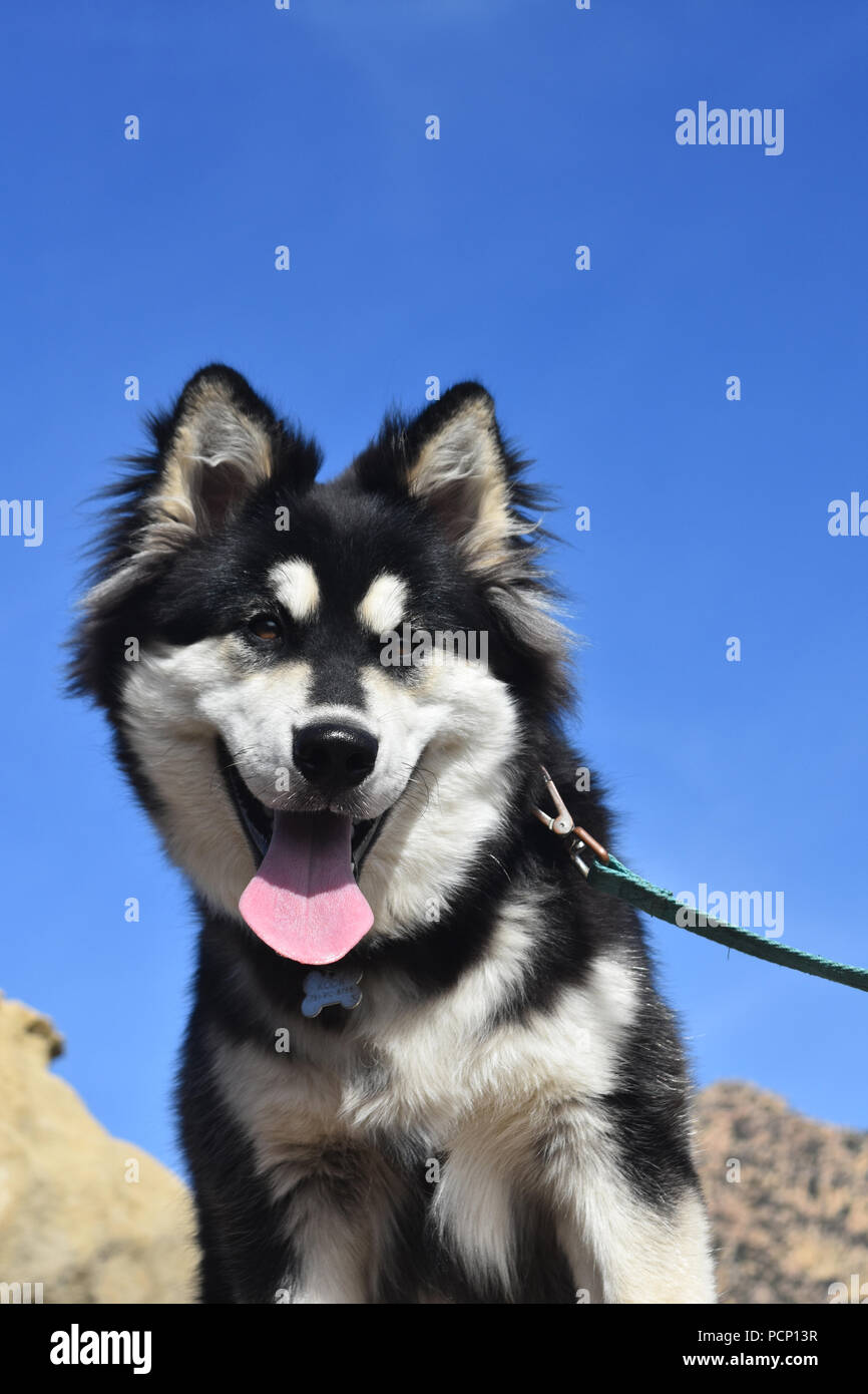 Cute sled dog sticking its tongue out Stock Photo - Alamy