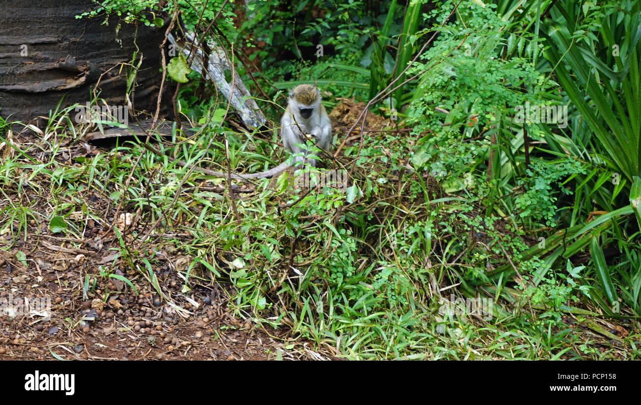 wild living monkey in the savanna of kenyan national park Stock Photo ...